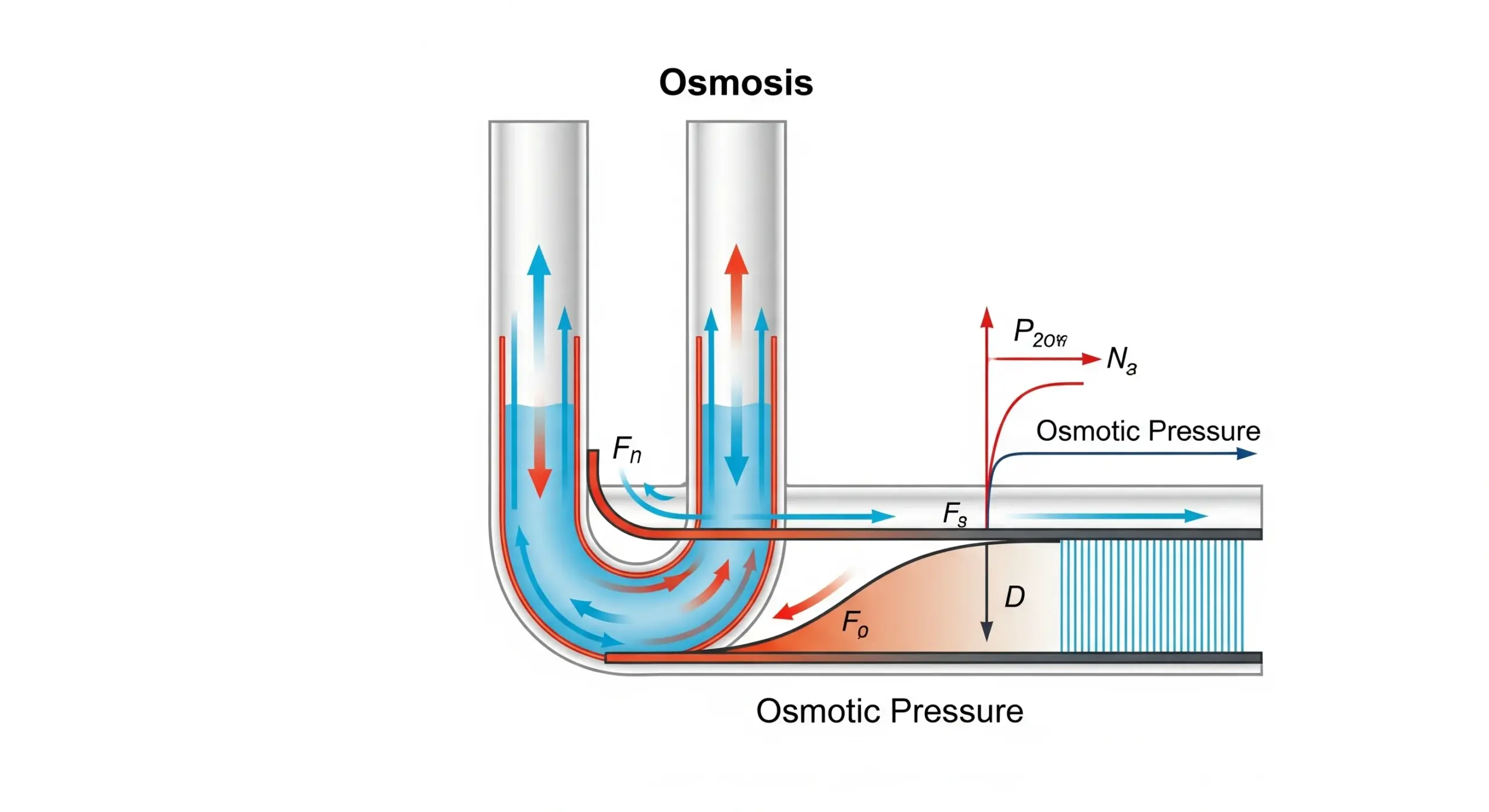 Le Phénomène d'Osmose et la Pression Osmotique - Exo corrigé